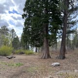Utah Giant Sequoia Tree, Utah - 92 Reviews, Map | AllTrails