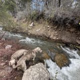 Utah Giant Sequoia Tree, Utah - 92 Reviews, Map | AllTrails