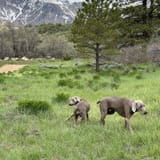 Utah Giant Sequoia Tree, Utah - 92 Reviews, Map | AllTrails