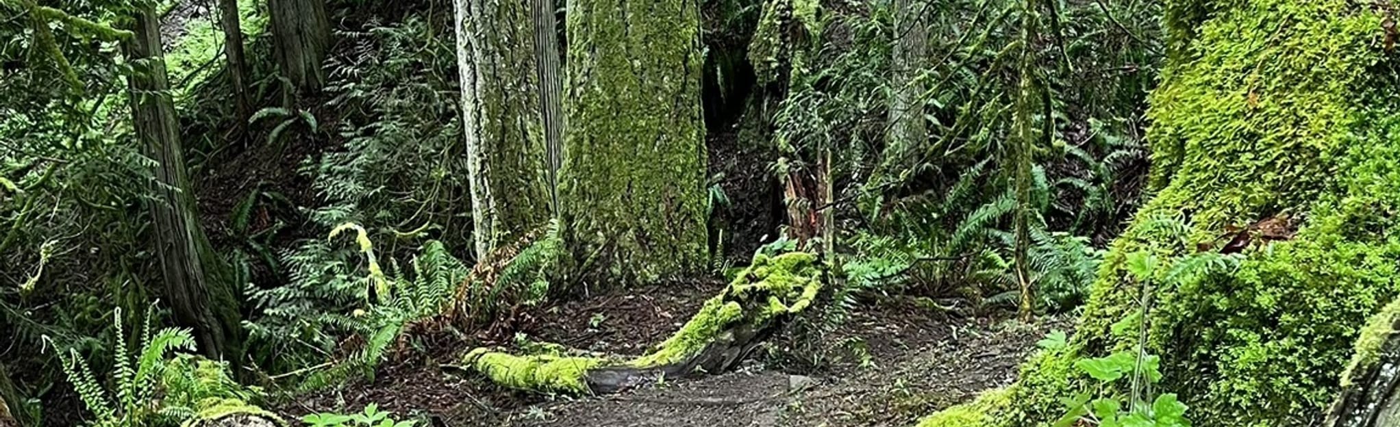 Chuckanut Falls, Washington - 458 Reviews, Map | AllTrails