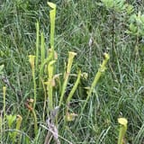 Pitcher Plant Trail, Texas - 239 Reviews, Map | AllTrails