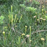 Pitcher Plant Trail, Texas - 239 Reviews, Map | AllTrails