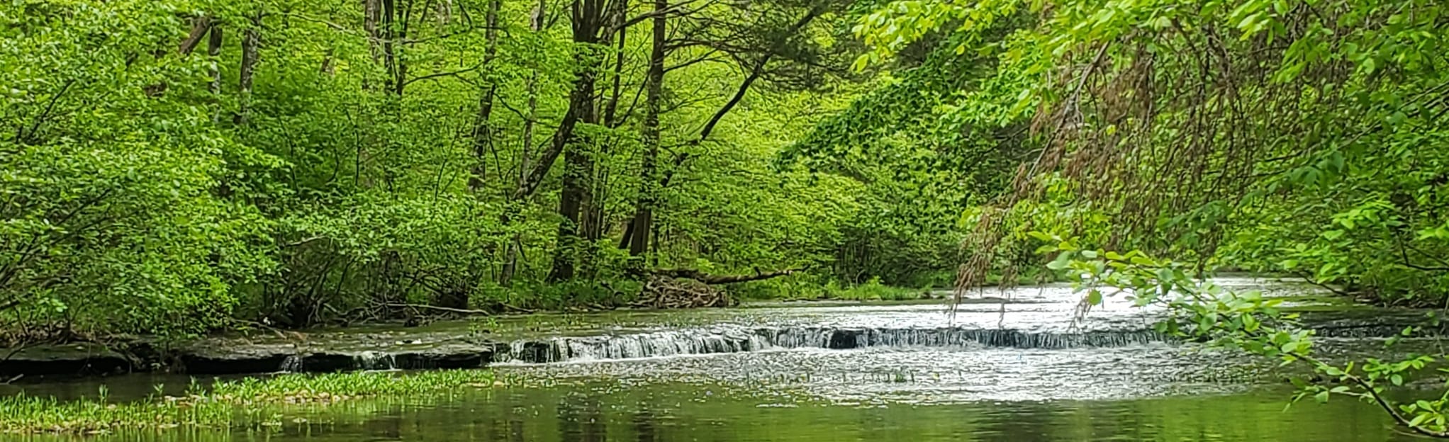Meriwether Lewis Loop Trail: 341 Reviews, Map - Tennessee | AllTrails