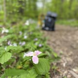 Bloodroot Trail, Indiana - 556 Reviews, Map | AllTrails