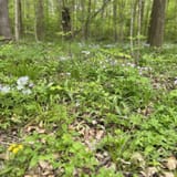 Bloodroot Trail, Indiana - 556 Reviews, Map | AllTrails