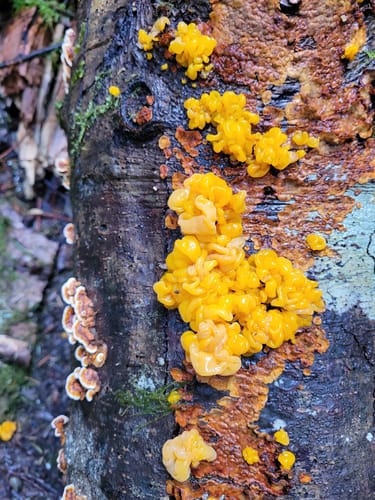 2023 Best Mountain Biking Trails in Pilchuck Tree Farm | AllTrails