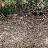 Bokarina Foreshore Loop, Queensland, Australia - 29 Reviews, Map ...