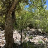 Rogers Canyon Trail via Reavis Ranch Trail, Arizona - 309 Reviews, Map ...