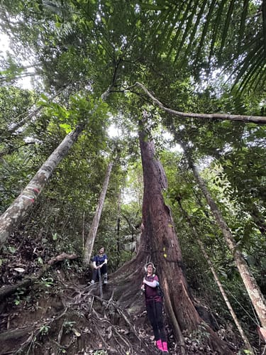 Best Hikes and Trails in Bukit Beruang Forest Reserve | AllTrails