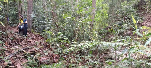 2023 Best Views Trails in Hutan Lipur Soga Perdana | AllTrails