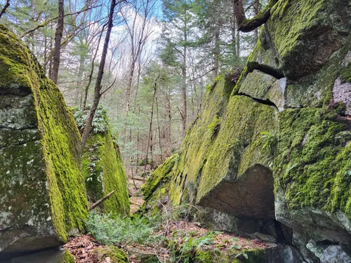 Best Hikes and Trails in Homestead Forest | AllTrails