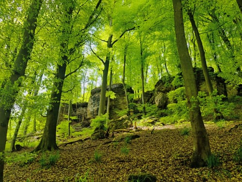 2023 Best Historic Site Trails in Medernach | AllTrails