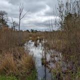 Great Swamp Trail, Rhode Island - 825 Reviews, Map | AllTrails