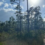 Long Pine Key Trail, Florida - 188 Reviews, Map | AllTrails
