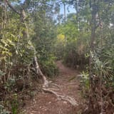 Long Pine Key Trail, Florida - 188 Reviews, Map | AllTrails