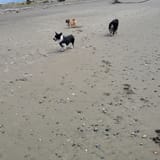 Damon Point State Park Trail, Washington - 490 Reviews, Map | AllTrails
