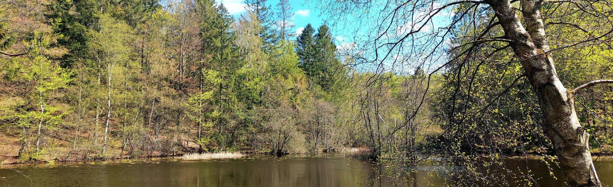 Tolne Skov - Blå Sti, North Denmark, Denmark - 4 Reviews, Map | AllTrails