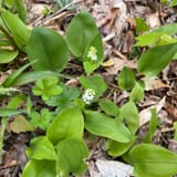 Peg Leg Mine Trail, Tennessee - 165 Reviews, Map | AllTrails