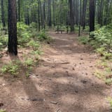 Eagle Point Trail, North Carolina - 236 Reviews, Map | AllTrails