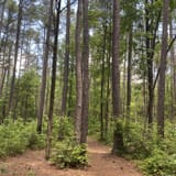 Eagle Point Trail, North Carolina - 236 Reviews, Map | AllTrails
