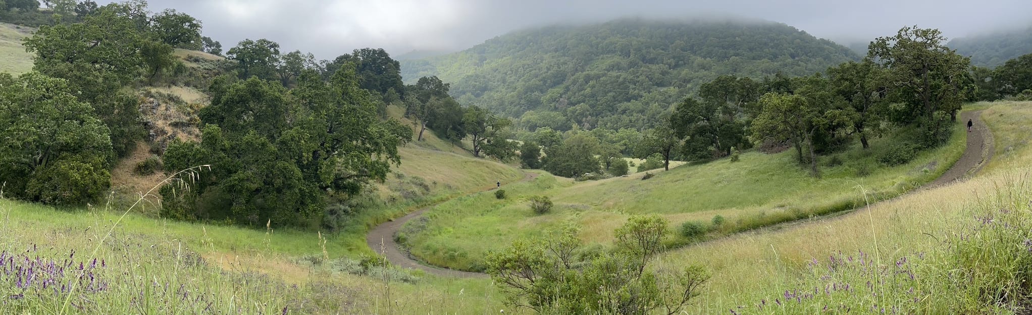 Quicksilver 50K: 16 Reviews, Map - California | AllTrails