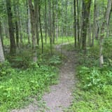 Four Mile Creek Greenway, North Carolina - 674 Reviews, Map | AllTrails
