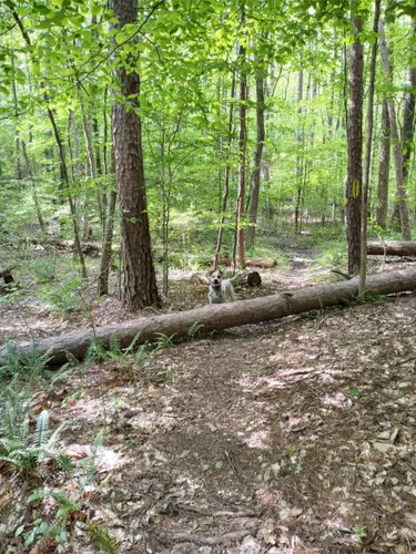 Best Hikes and Trails in Big Hill Pond State Park | AllTrails