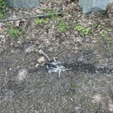 Stewart State Forest Bike Trail, New York - 210 Reviews, Map | AllTrails