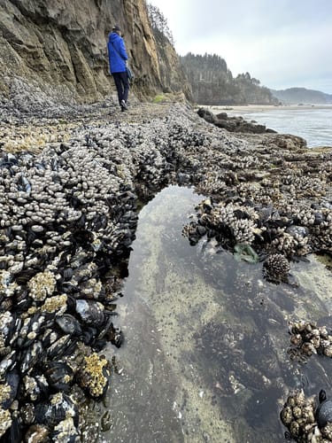 Best Hikes and Trails in Hug Point State Recreation Site | AllTrails