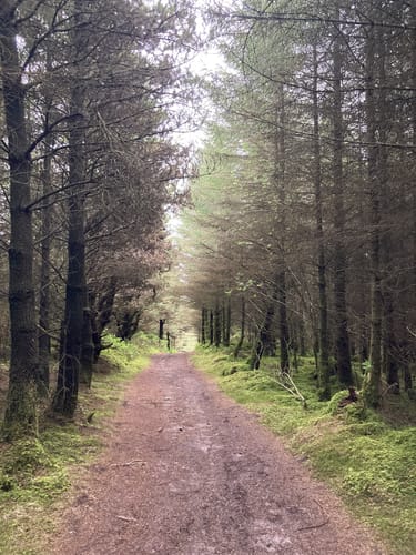 Best Hikes and Trails in Bansha Forest | AllTrails