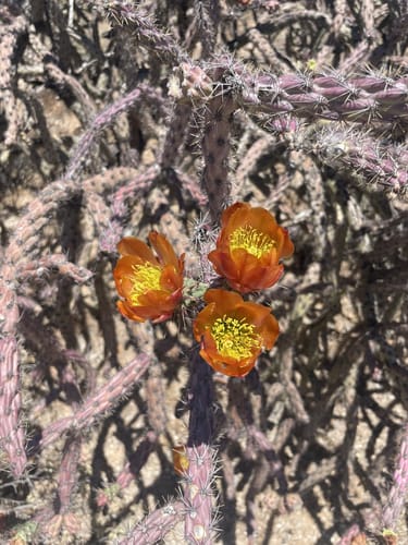 Best Hikes and Trails in Arthur Pack Regional Park | AllTrails