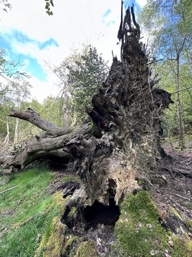 Best Hikes and Trails in Ashdown Forest | AllTrails