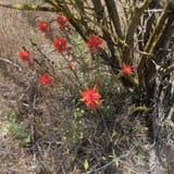 Overlook, Soaproot, and Old Stage Loop, California - 333 Reviews, Map ...