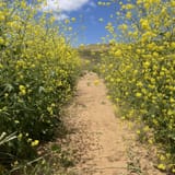 Autumn Ridge Trail, California - 397 Reviews, Map | AllTrails