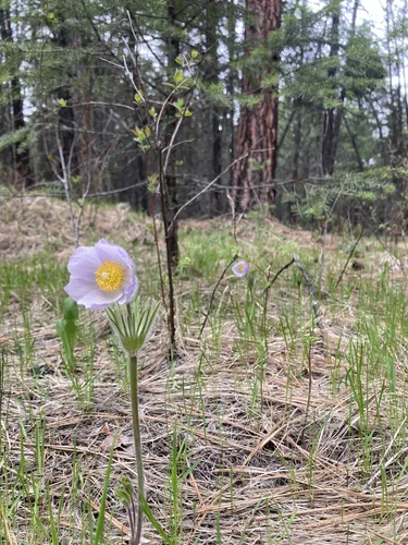2023 Best Easy Trails in Cranbrook Community Forest Recreation Site ...