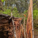 Weatherwax Trail, Washington - 284 Reviews, Map | AllTrails