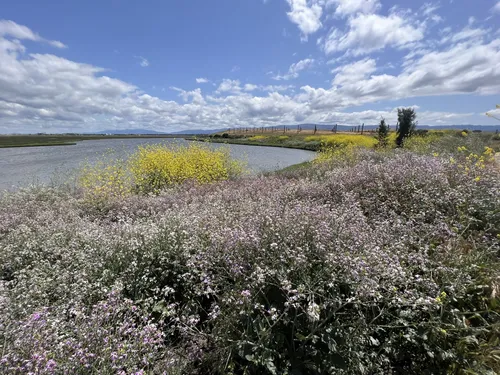 Best Hikes and Trails in Baylands Nature Preserve | AllTrails