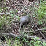 Francis Beidler Forest, South Carolina - 74 Reviews, Map | AllTrails