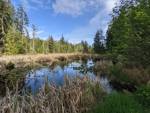 Best Hikes and Trails in Port Gamble Forest Heritage Park | AllTrails