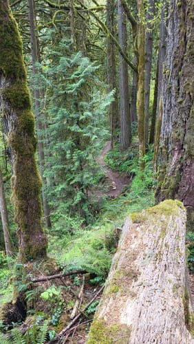 Best Hikes and Trails in Eagle Fern Park | AllTrails