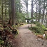 Sasamat Lake Loop Trail - Woodhaven Trail - Woodhaven Swamp Loop Trail ...