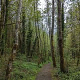 Big Tree Ridge Trail: Short Version, Washington - 295 Reviews, Map ...