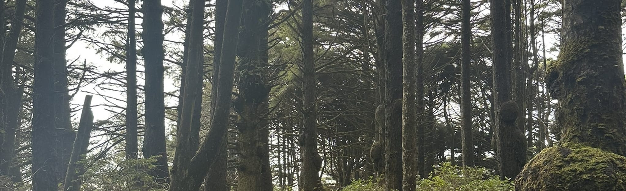 Kalaloch 2nd Beach Trail: 41 Reviews, Map - Washington | AllTrails