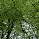 Banstead Woods Nature Circular, Surrey, England - 703 Reviews, Map ...