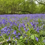Banstead Woods Nature Circular, Surrey, England - 703 Reviews, Map ...