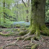 Banstead Woods Nature Circular, Surrey, England - 703 Reviews, Map ...