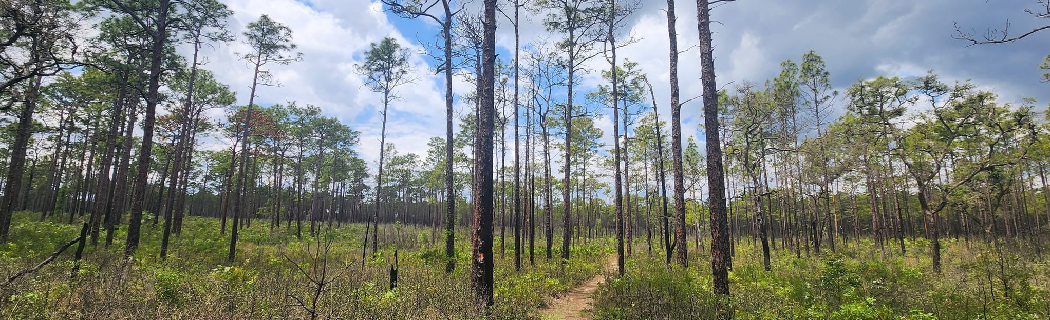 Florida Trail: Citrus to Cross Florida Greenway, Florida - 2 Reviews ...