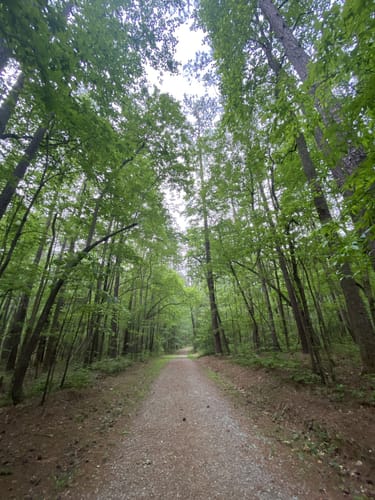 2023 Best Forest Trails in Duke Forest | AllTrails
