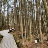 Atlantic White Cedar Swamp Trail, Massachusetts - 782 Reviews, Map ...