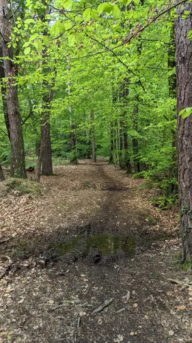 Forêt domaniale de Rennes : les 10 meilleures randonnées et itinéraires ...